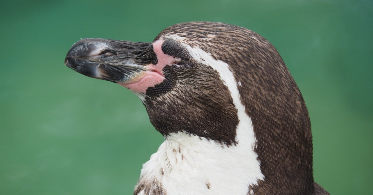 フンボルトペンギン物語｜M_ayumi