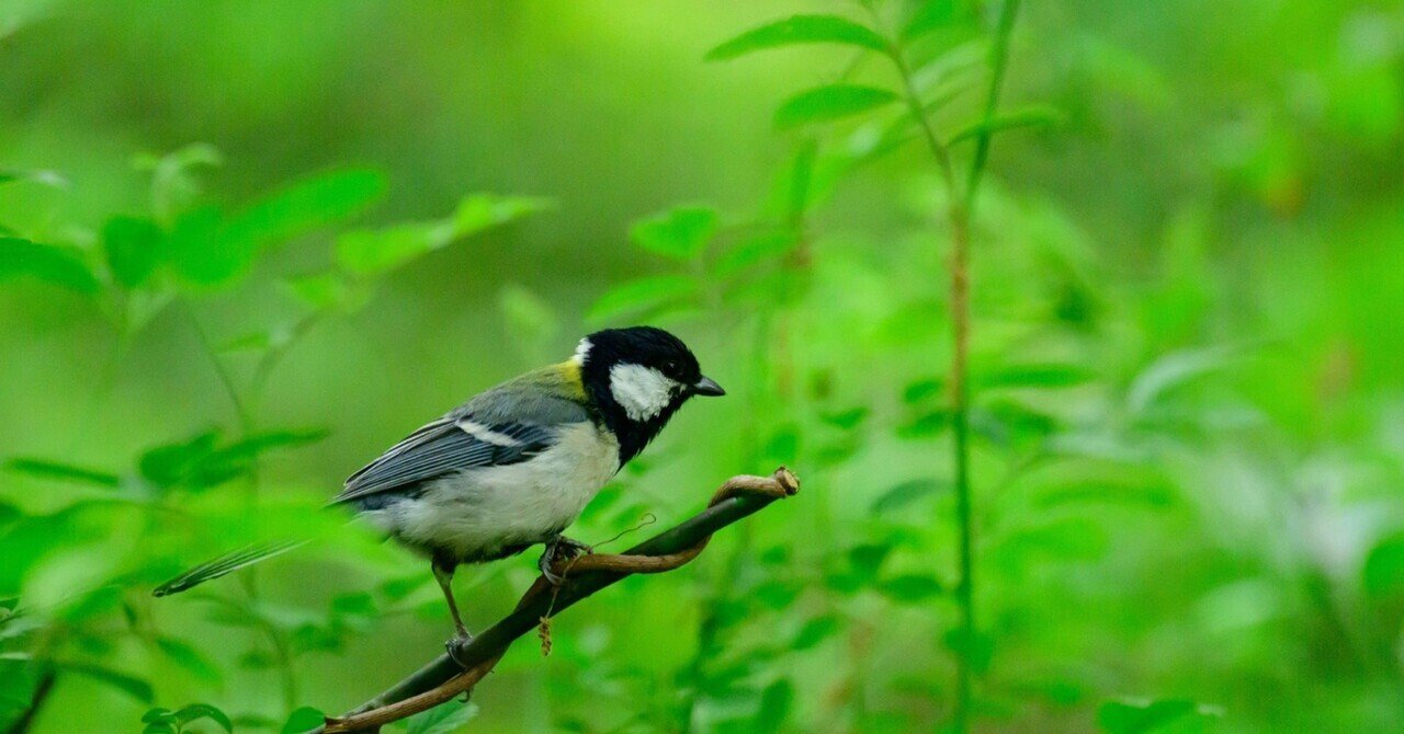 いくつかの現象【詩】｜OMRK。