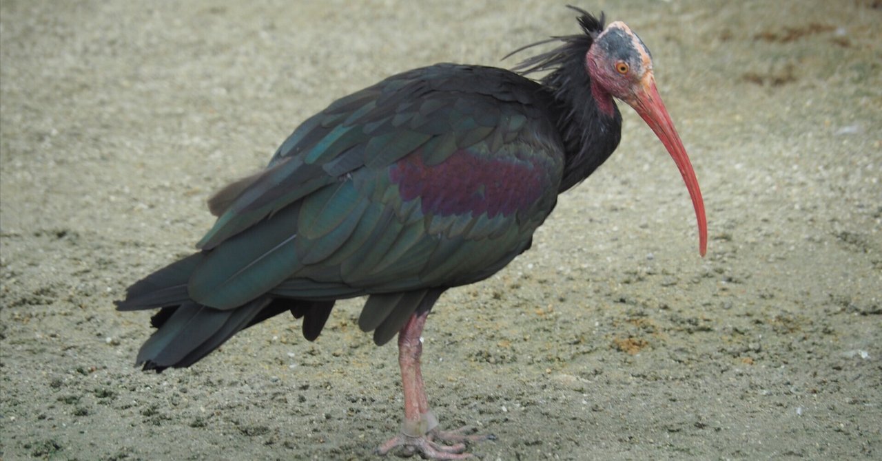ホオアカトキ Red-cheeked Ibis｜M_ayumi
