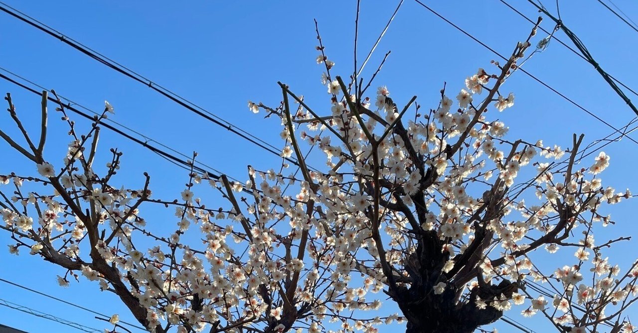 書く習慣 Day18｜suzunari70