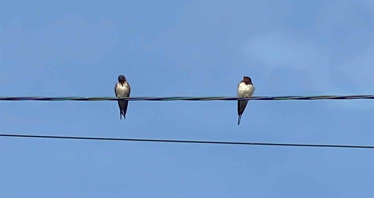 ツバメ日記｜23（PepperBox）｜note