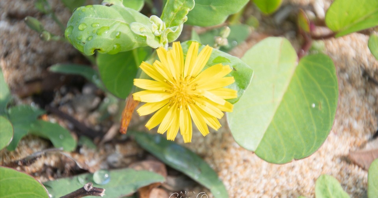 Photo Story｜苦菜-にがな-/Nigana｜AkiirO