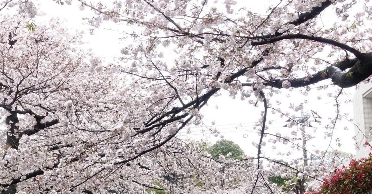 【短歌】花の雨こそあはれなりけれ｜Soh Igarashi / 五十嵐創