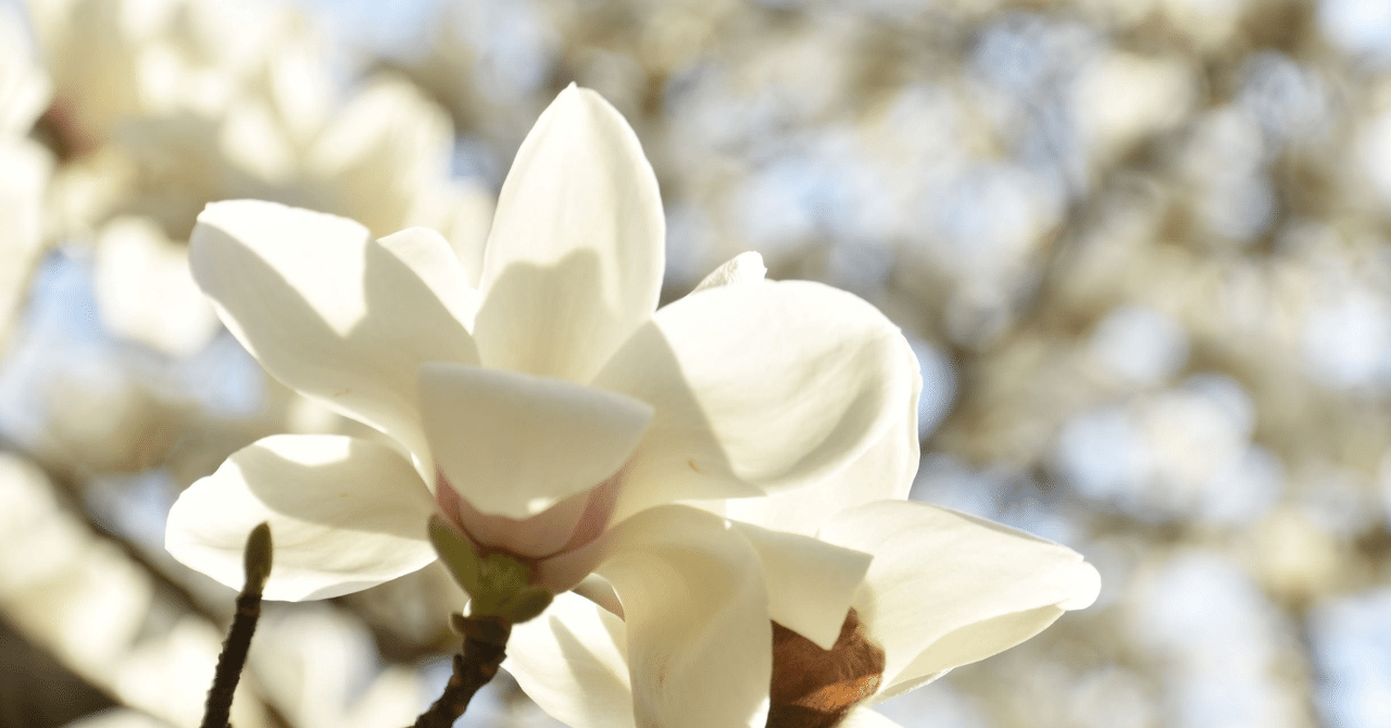 お金とは価値である｜🌱𝕂𝔸ℤ𝕌𝕂𝕆🌱