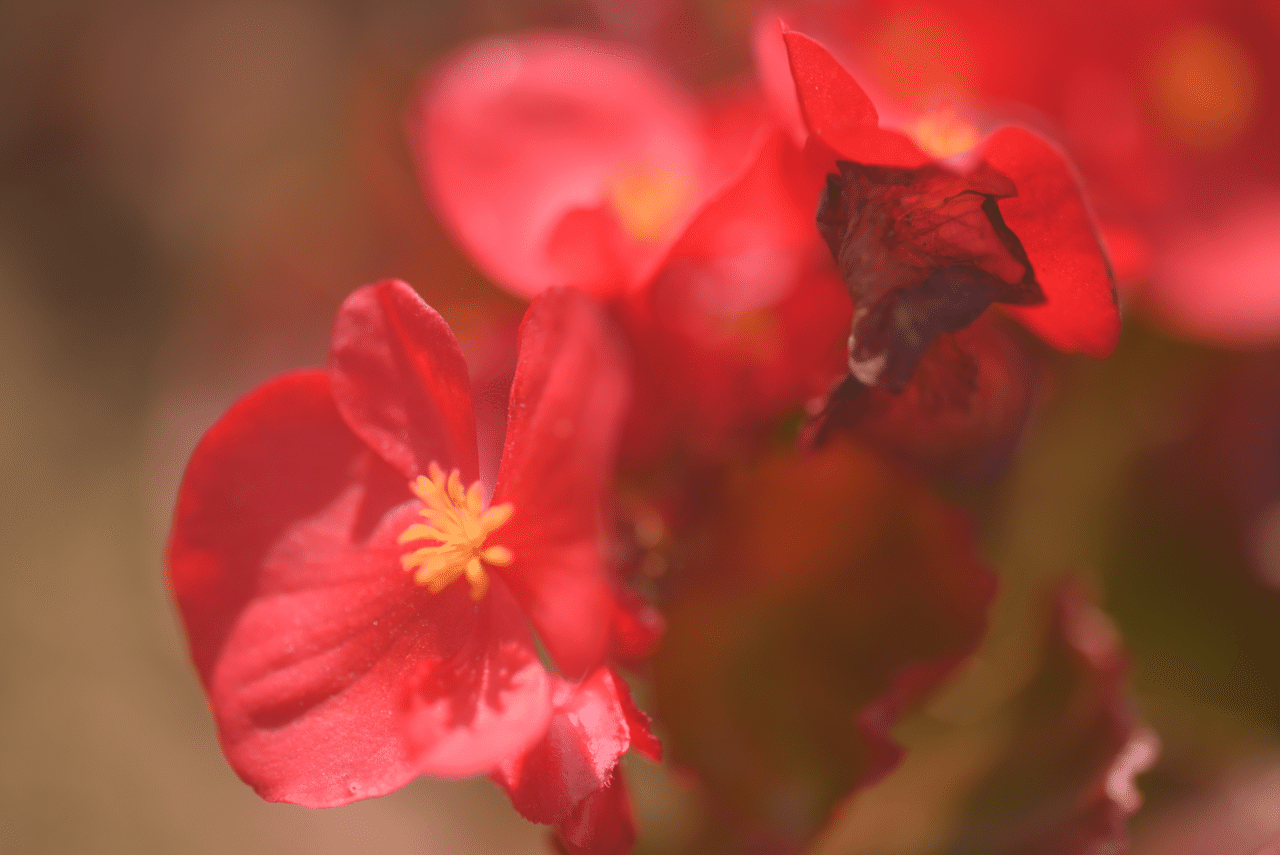 枯れそうなら。｜Shinichi Sendagi