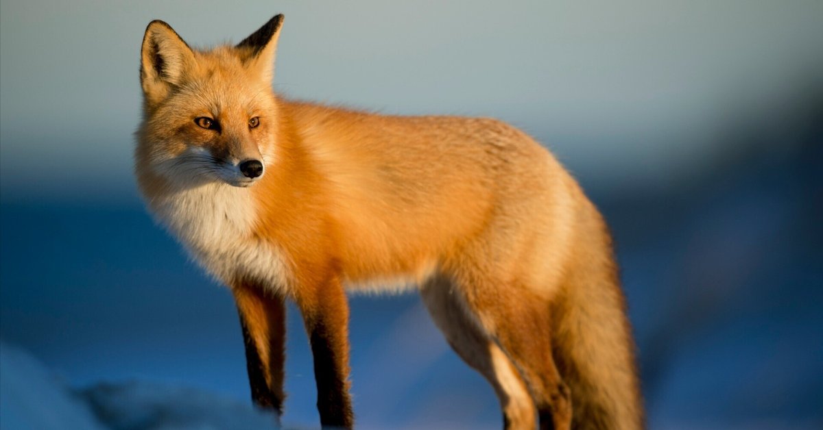 フロントエンドをモノレポにするためにしたこと｜Koki Kono