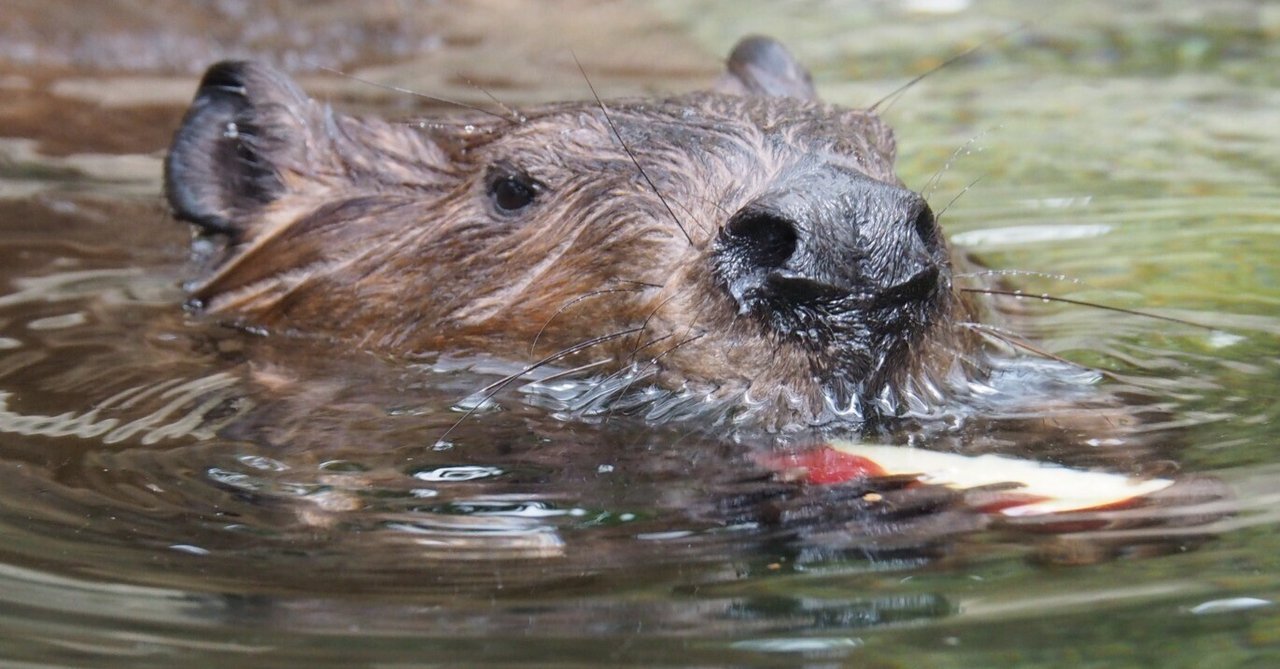 アメリカビーバー物語｜M_ayumi