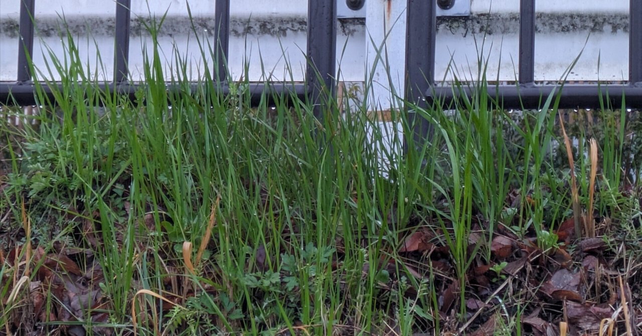 一枚の画像~青々｜ichiro70