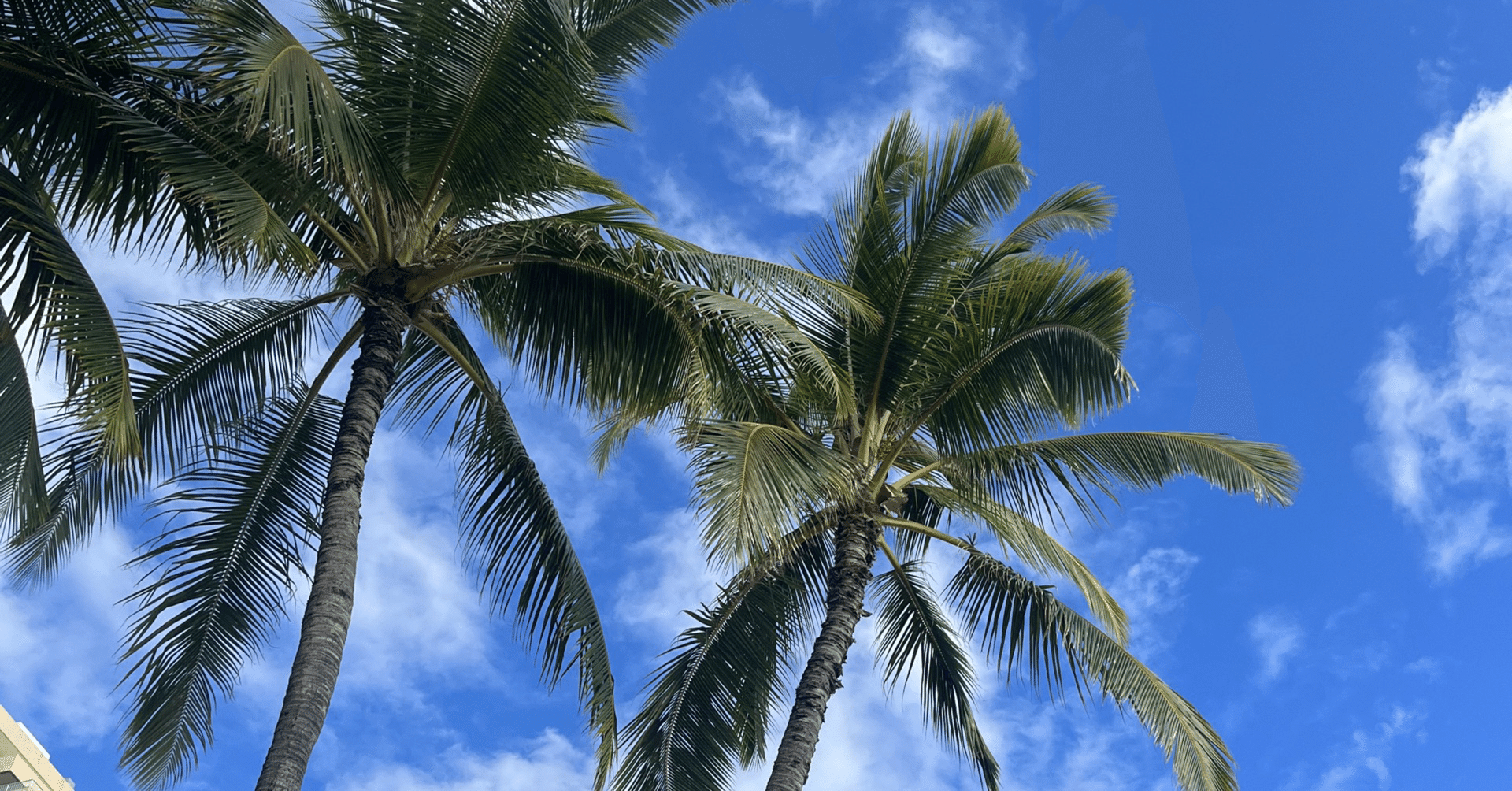 𝙎𝘼𝙆𝙐𝙍𝘼 ｜note