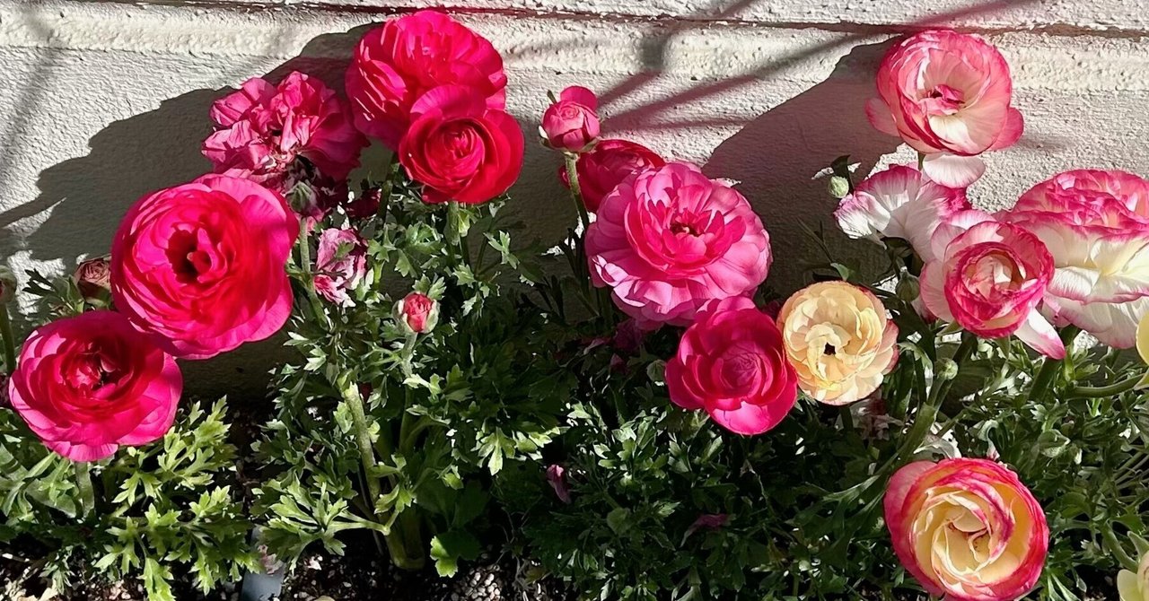 ayano_leizei 冷泉あやの｜note