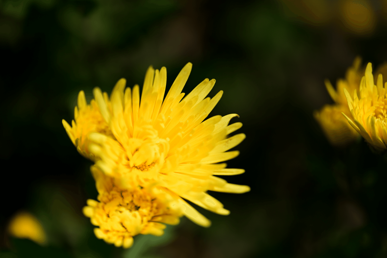 眠い‥‥。｜Shinichi Sendagi