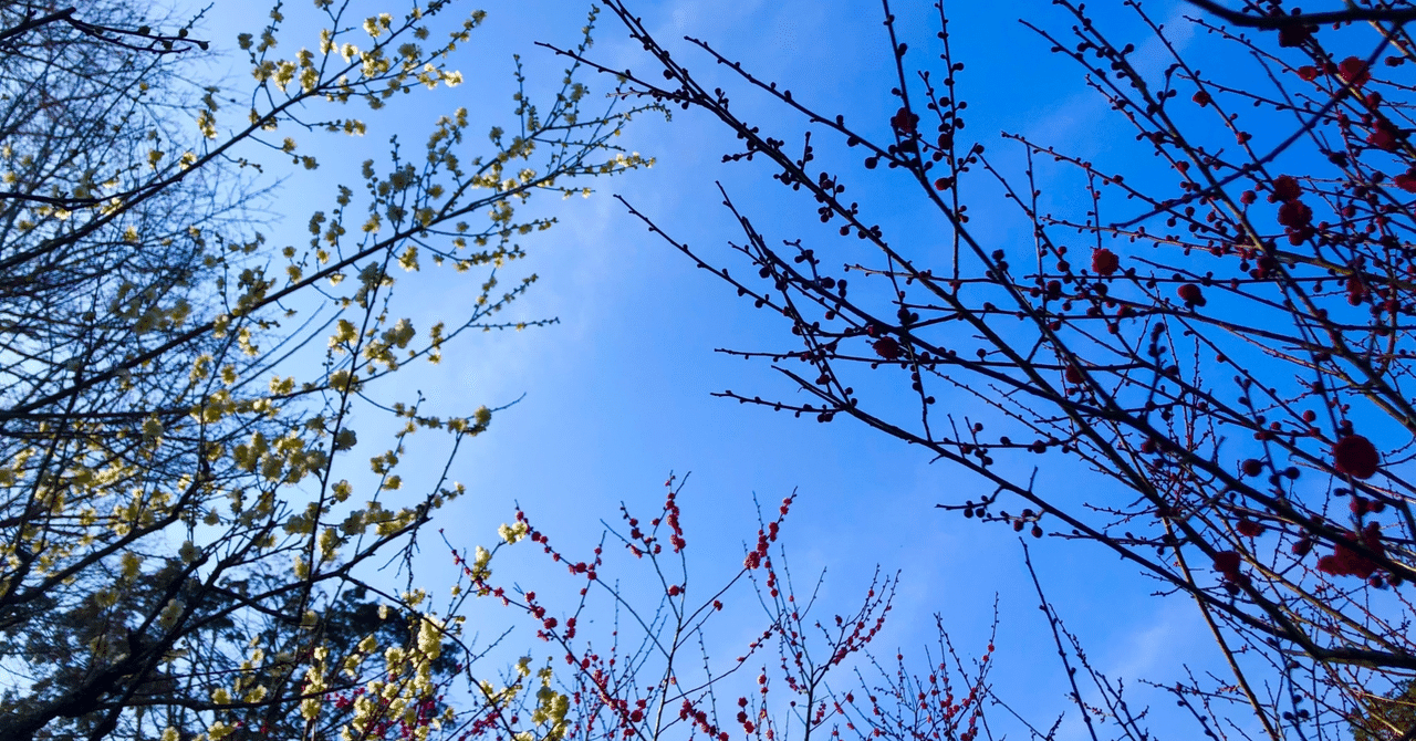 🍓農民ママ🍅Shoko｜note