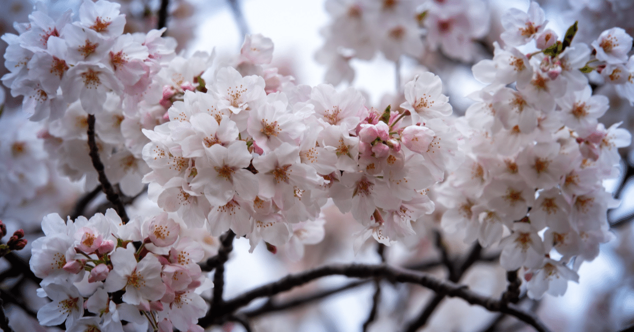 私の編み物目標【2024】｜cotto mou/心躍る手編み靴下作家の備忘録