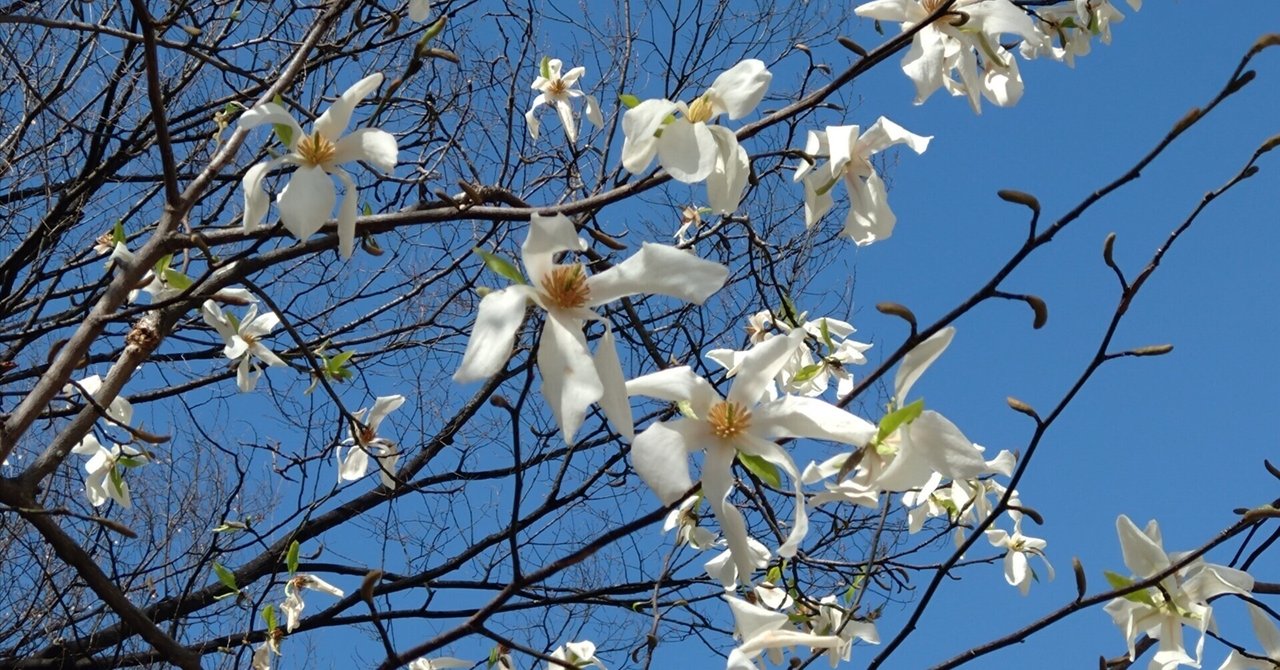 神宮東公園の春｜HRSD-note