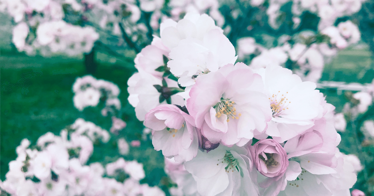 Self compassion の yoga ｜michiko