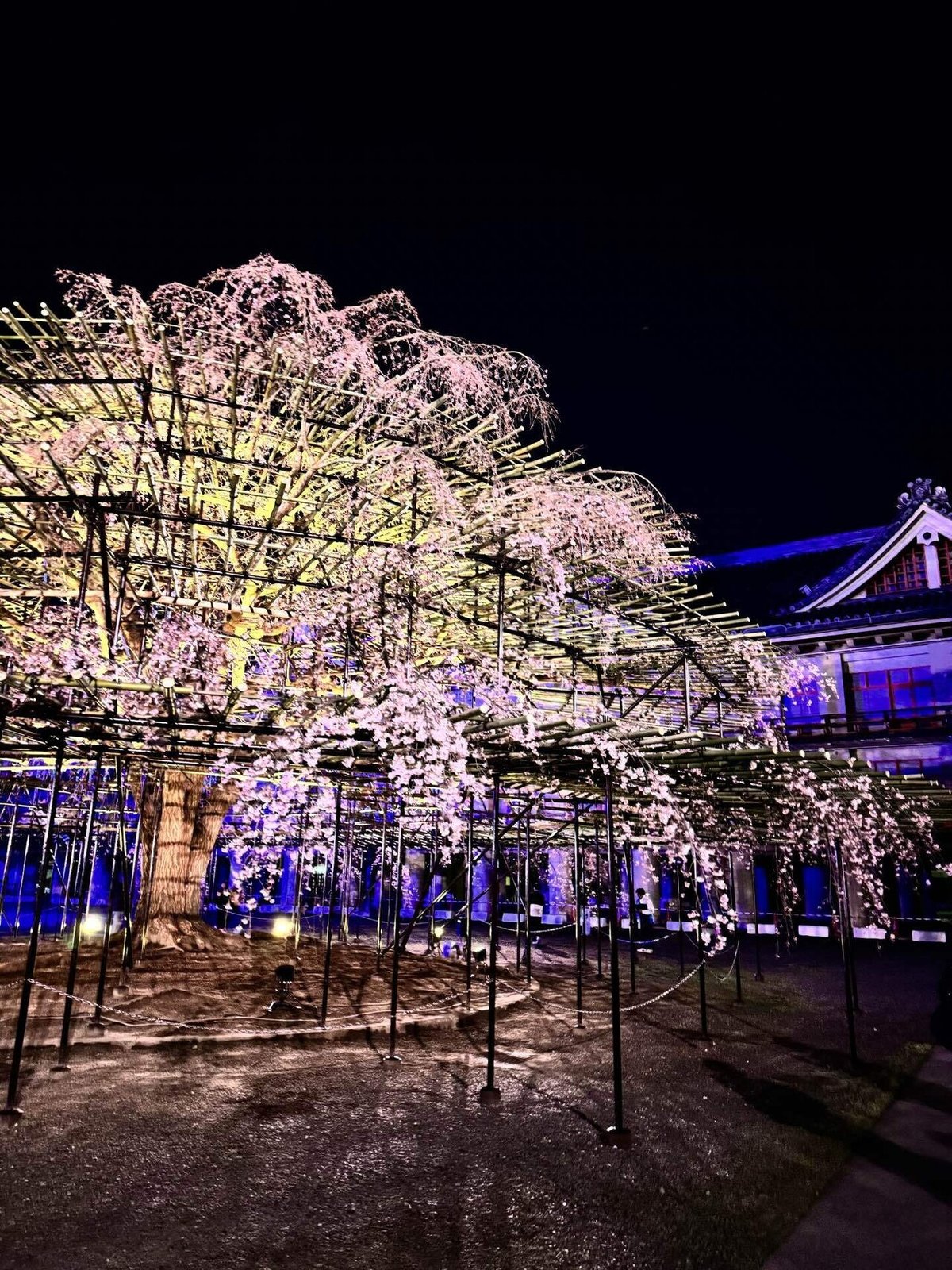 天理枝垂桜ライトアップ 桜聖地巡礼2024.3.29｜てらしぃ