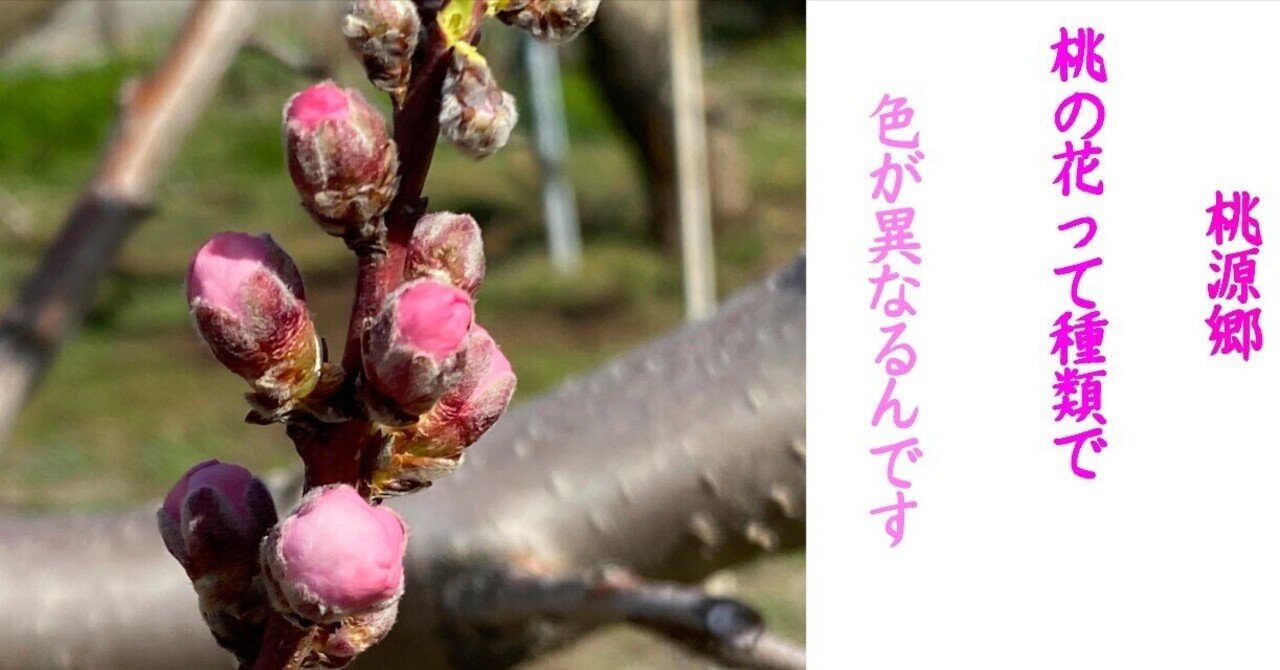 桃の花って種類で色が異なるんです|isamudefarm