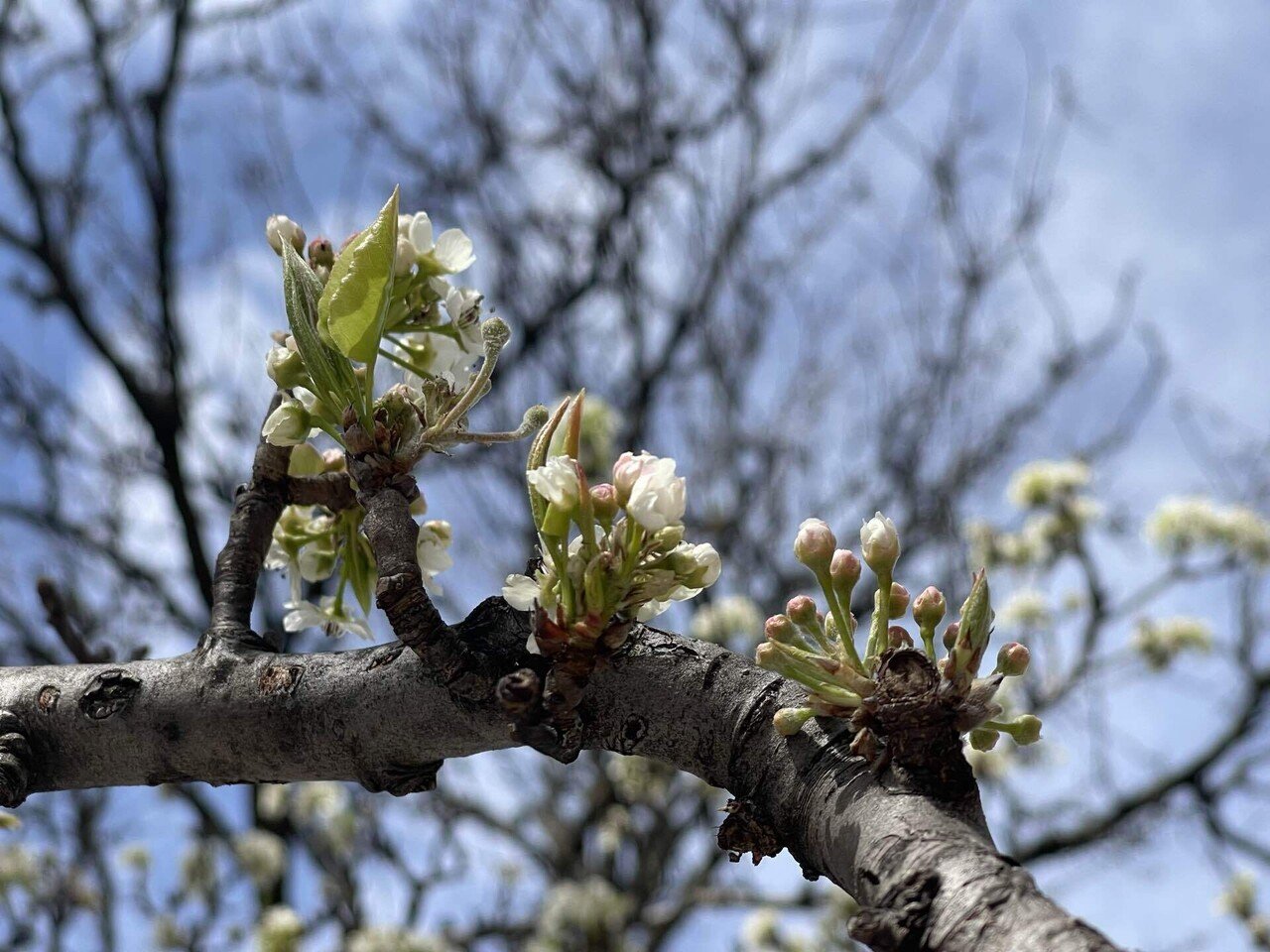 The Very Secret Spring｜SENRI OE 大江千里