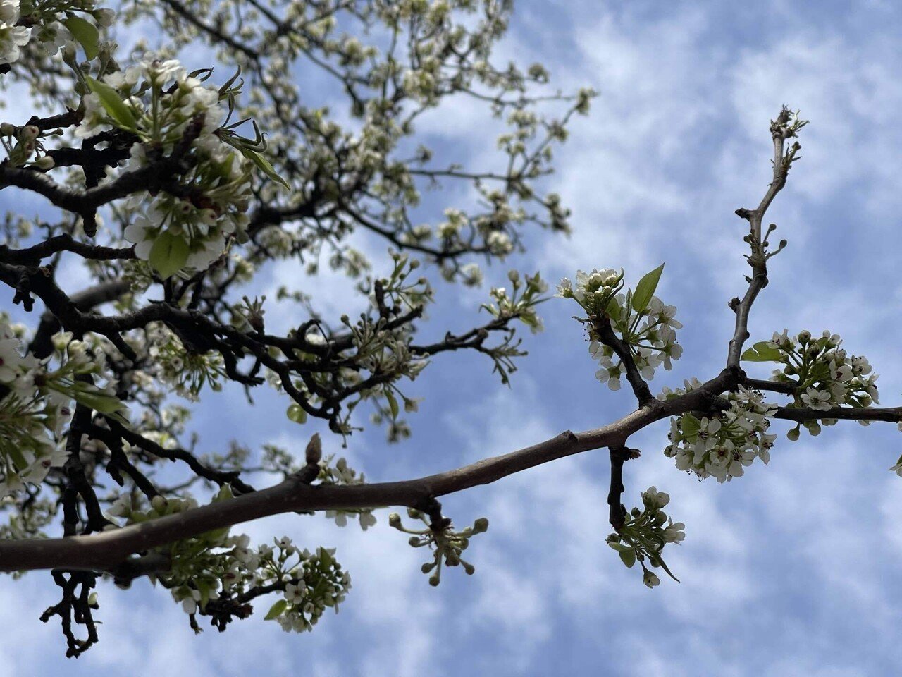 The Very Secret Spring｜SENRI OE 大江千里