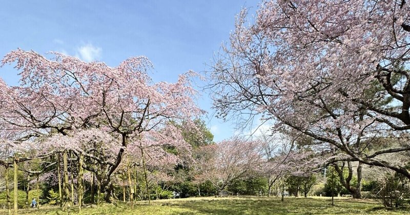 ちょこっと山辺の道散歩 大神神社 桜聖地巡礼 2024 3 30②|てらしぃ