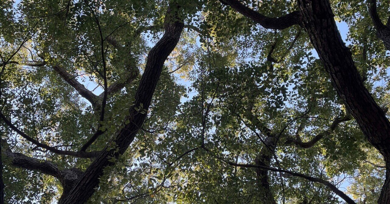 Everything is transient｜Tsuki