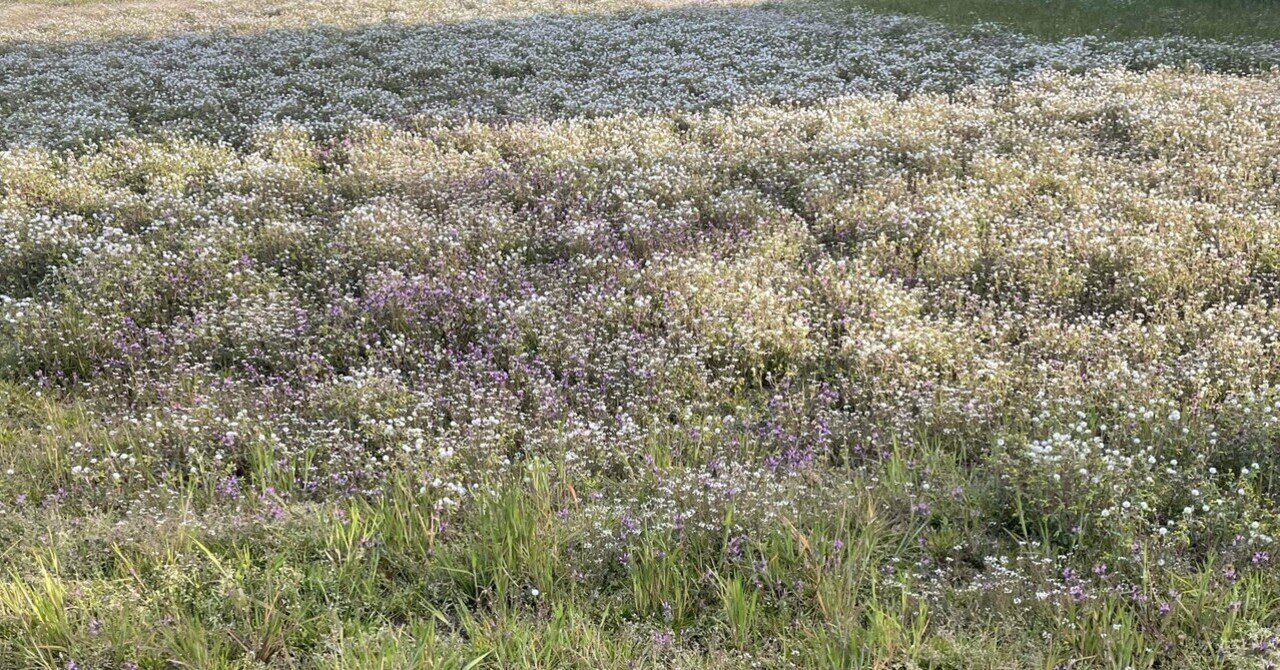 indigo spring｜たけだ