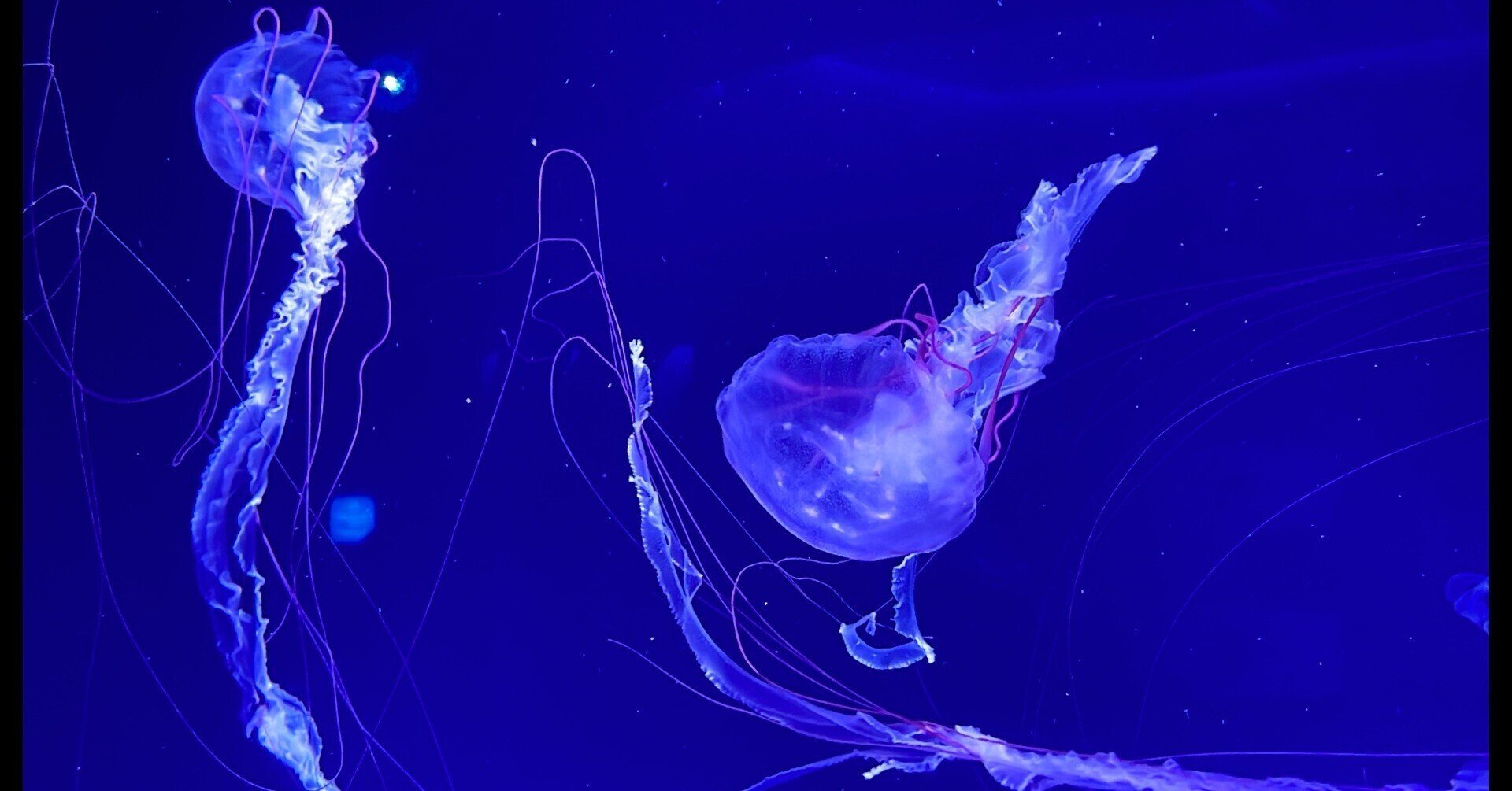 せりざわ@raku｜note