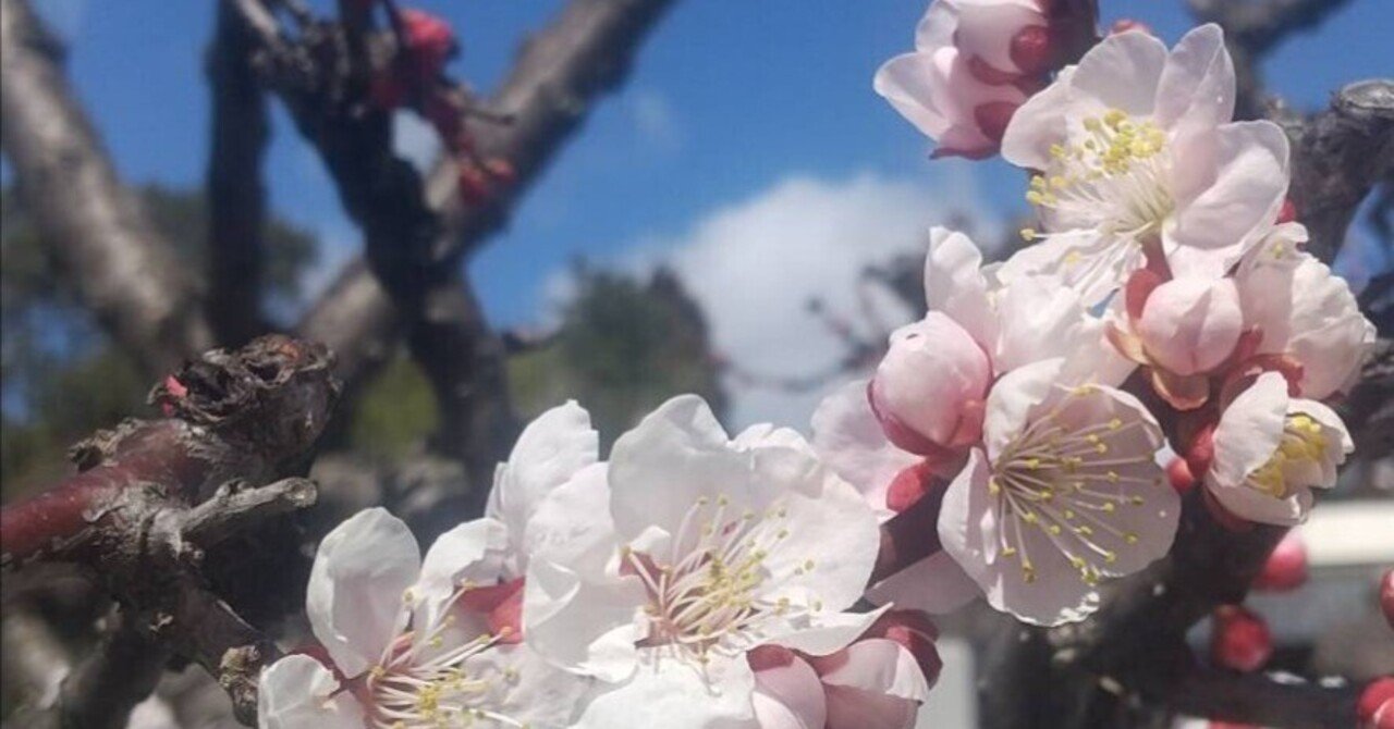 ベランダ四季～春4月～｜Yae Sonoda*園田やえ