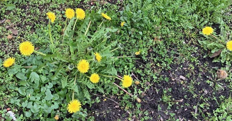 吉田夢佳 Yumeka Yoshida｜note