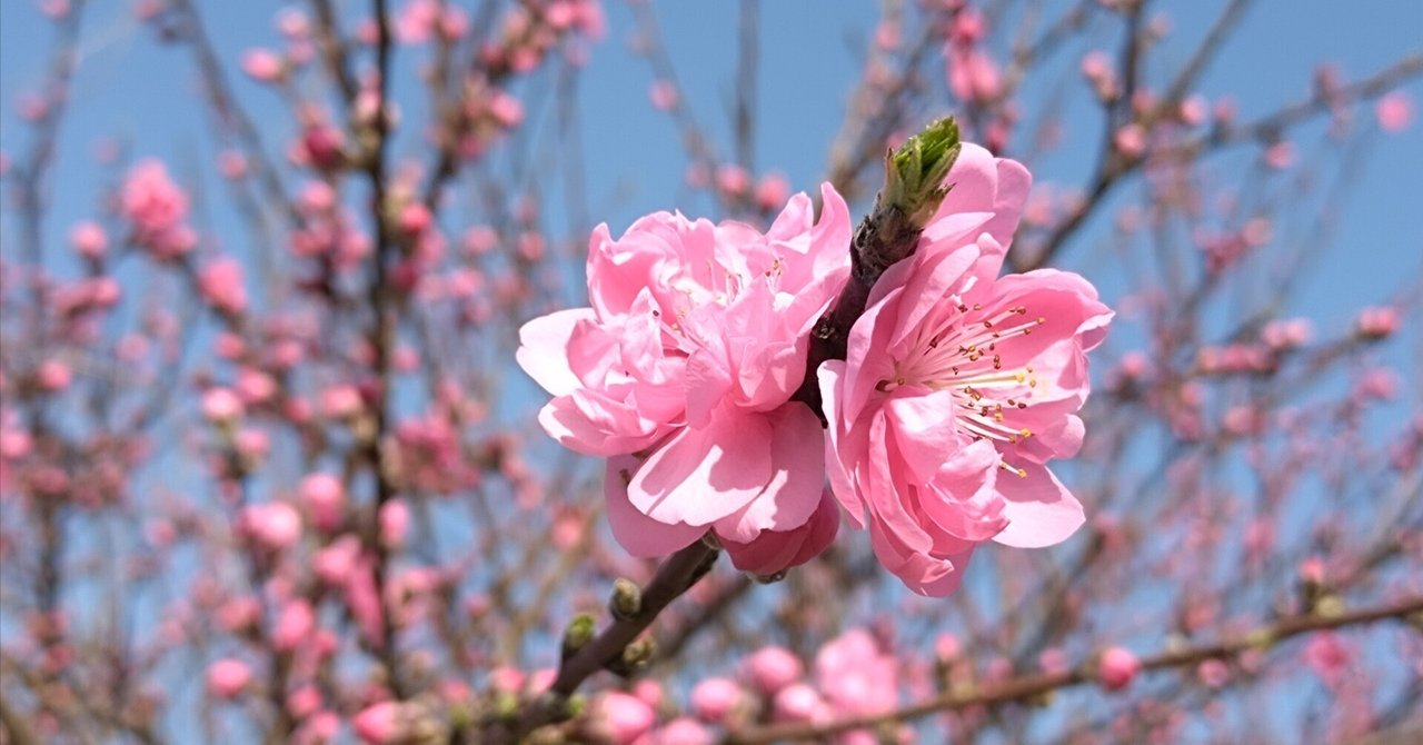 GOOGLE LENS｜HRSD-note