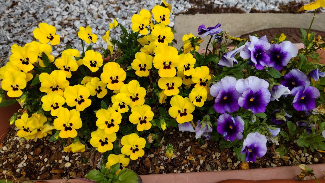 Sinri～真理901～ 推し愛系 感覚派 心理カウンセラー ｜note