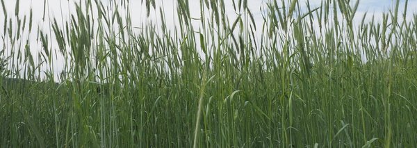 Nobuhiro Kaneko｜note