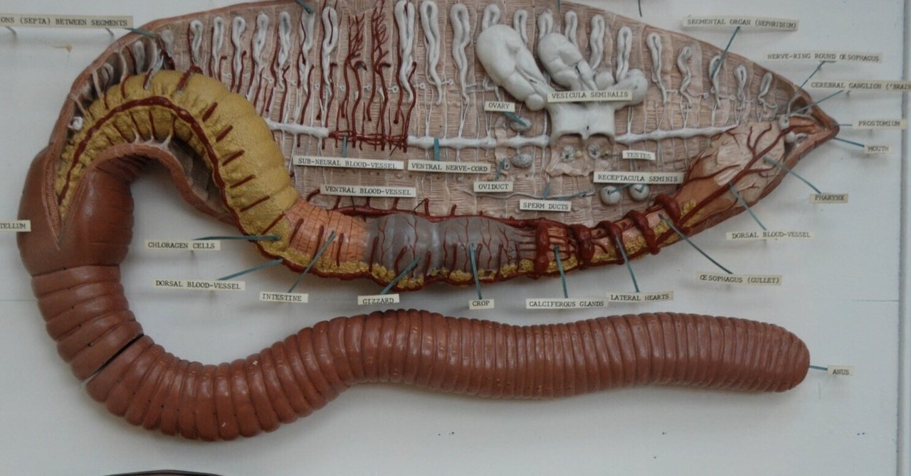 Nobuhiro Kaneko｜note