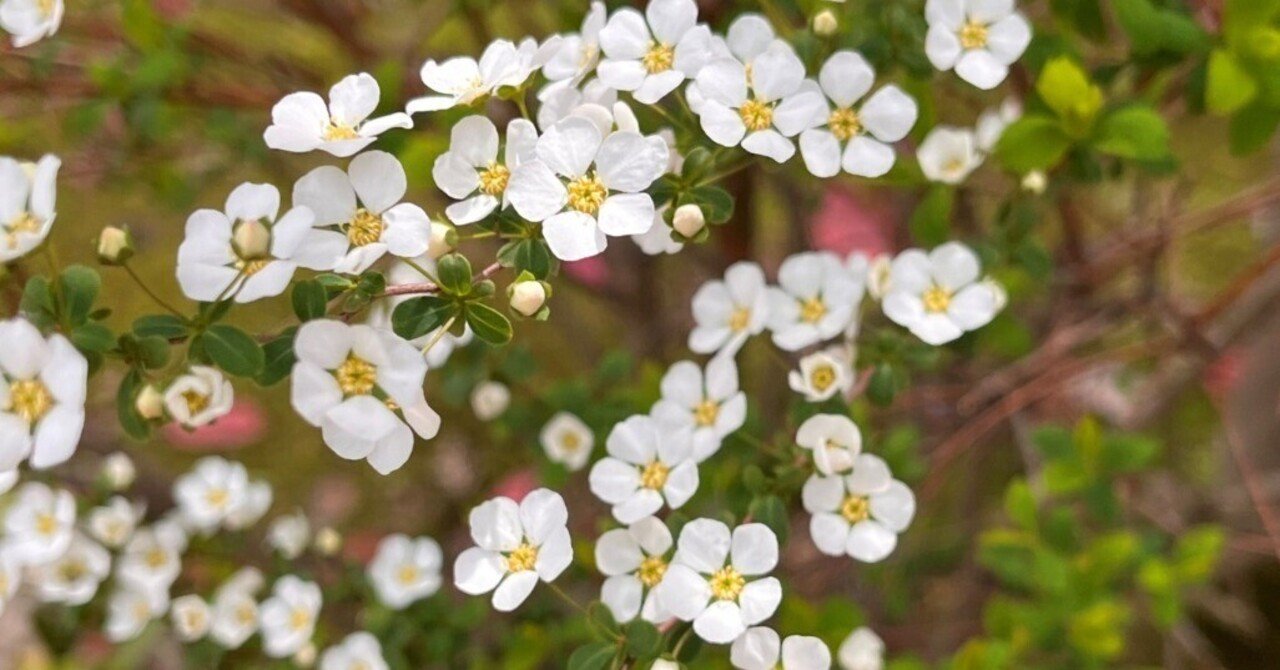 今日の1枚（2024/4/3）｜Chikako