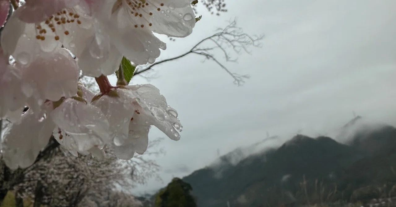 今春から始まる｜CoYou