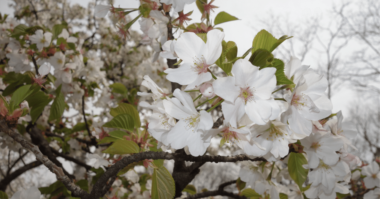 【短歌】元気出そうぜ｜Rey