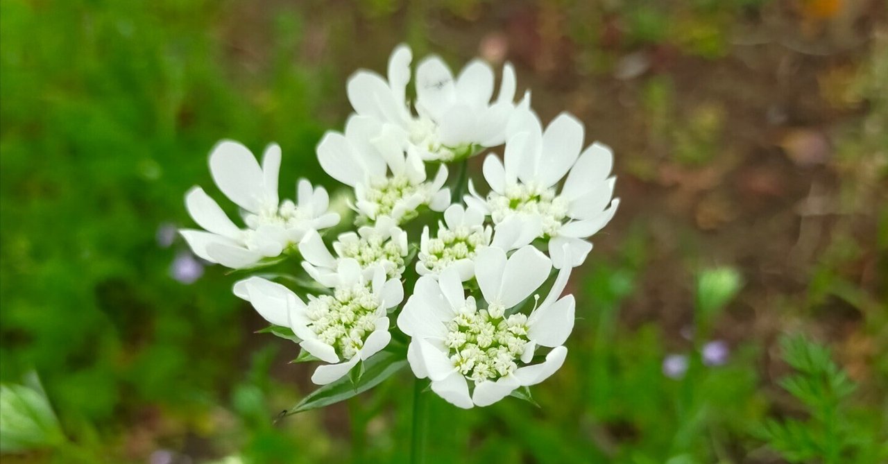 クランベリーcoco｜note