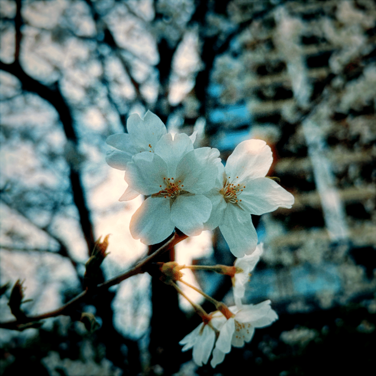皆さん桜が大好き(多分…)｜Hiroshi Kikuchi