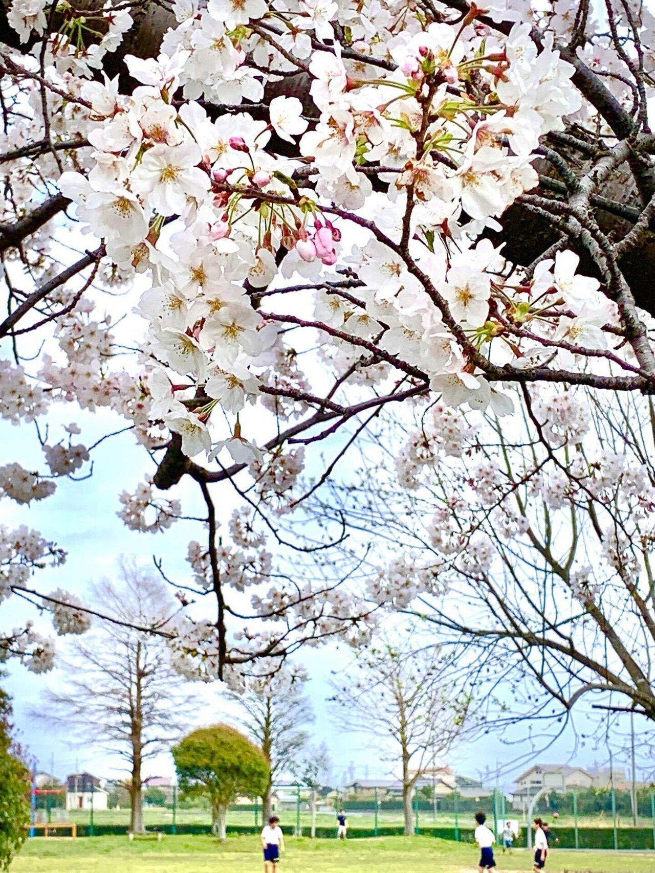 四月 新たなスタート｜micay_lala