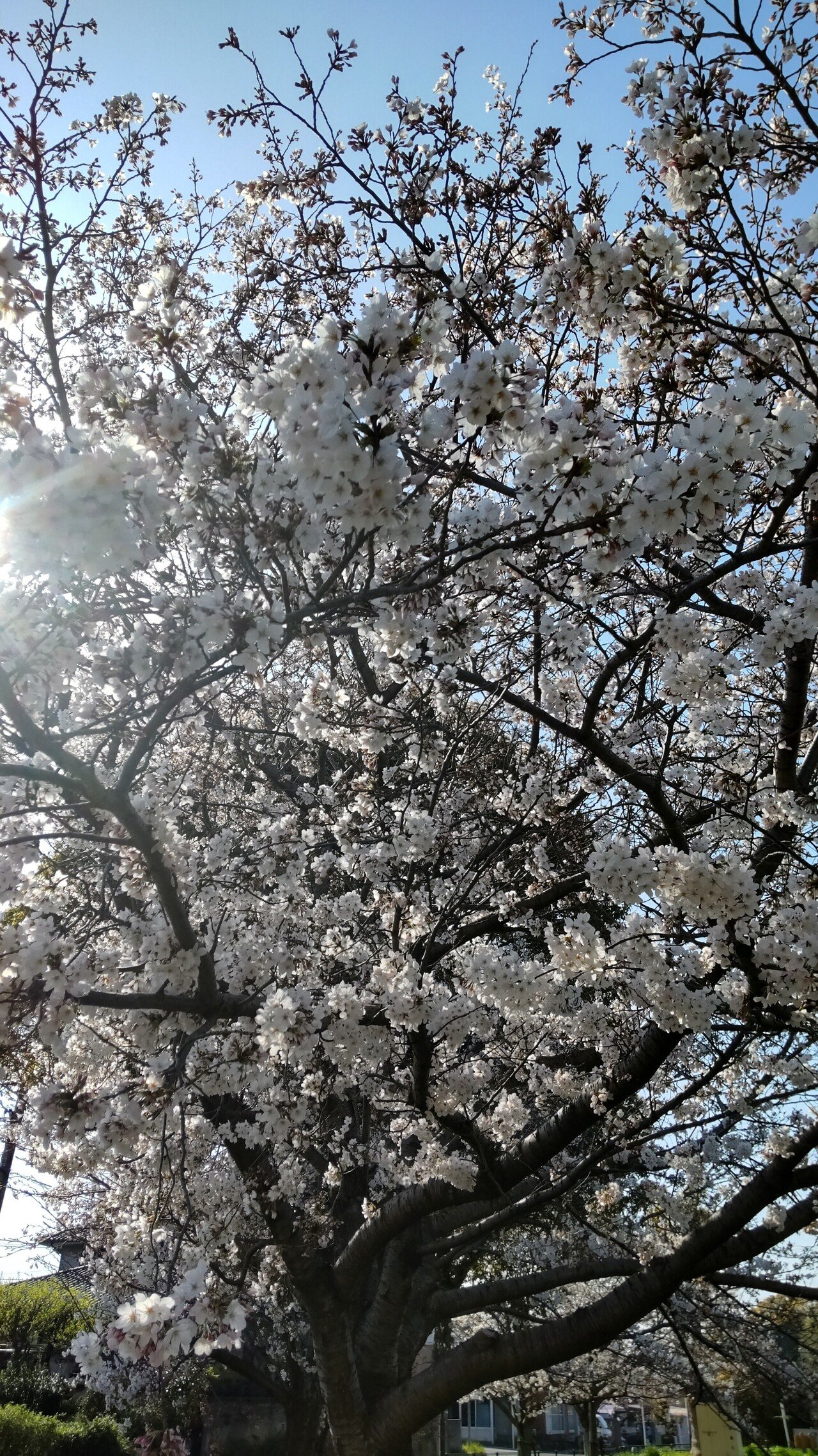 Sinri～真理901～ 推し愛系 感覚派 心理カウンセラー ｜note