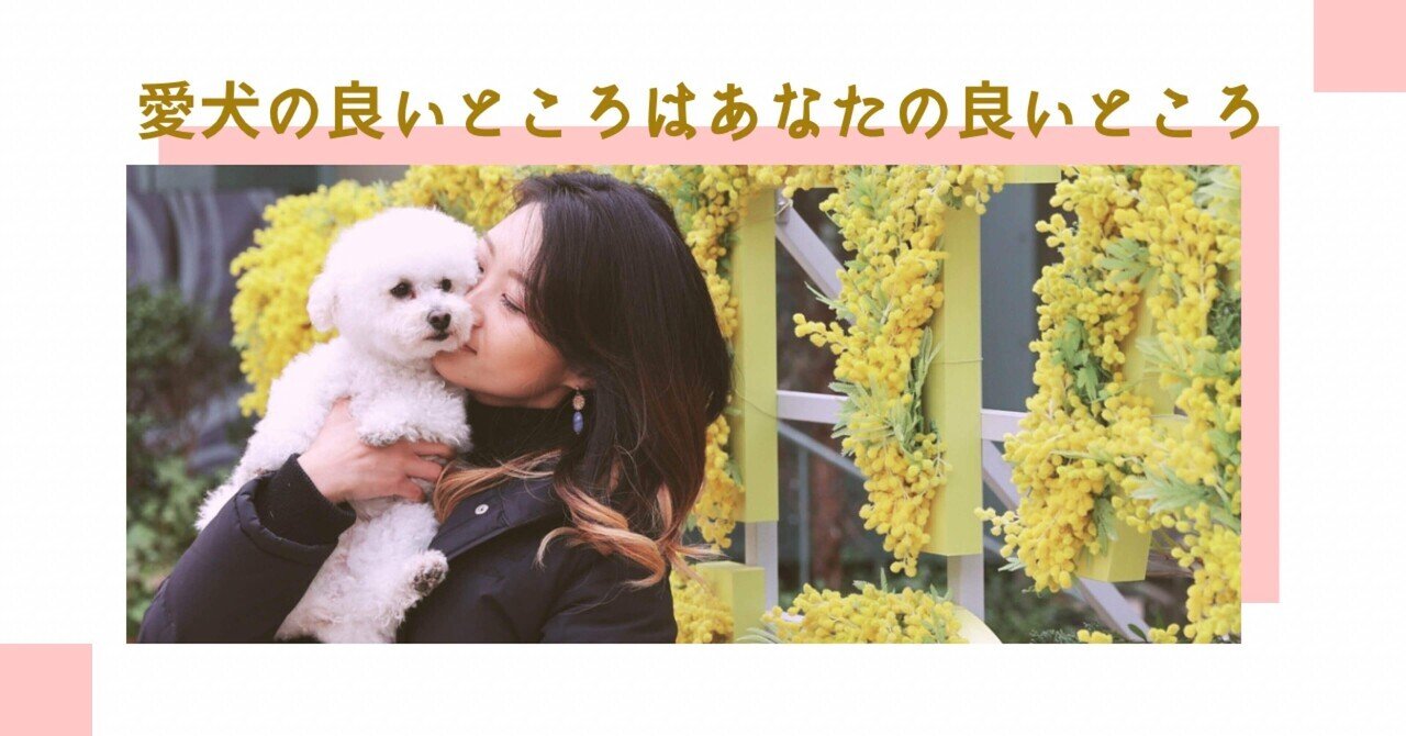 yocchi 🐩 ドッグヨガ＆ドッグホリスティックケアインストラクター｜note