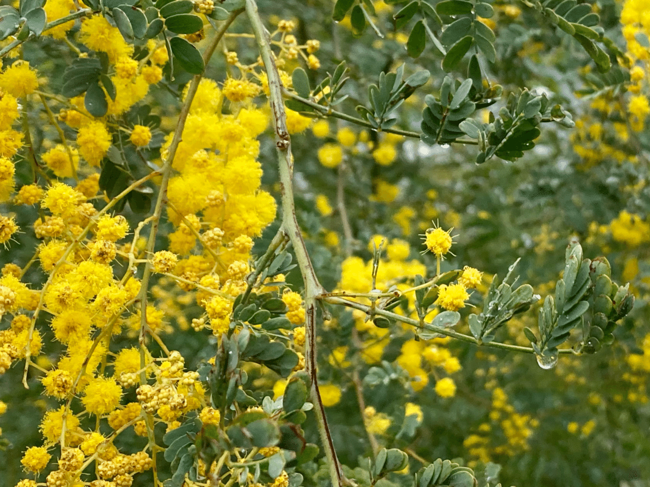 なんて可憐な ｜Kentaro Kondo