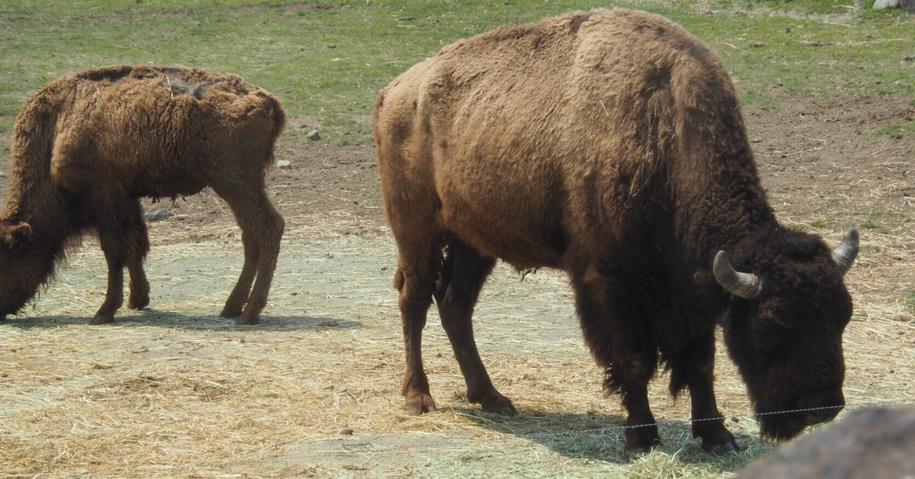 アメリカバイソン物語｜M_ayumi