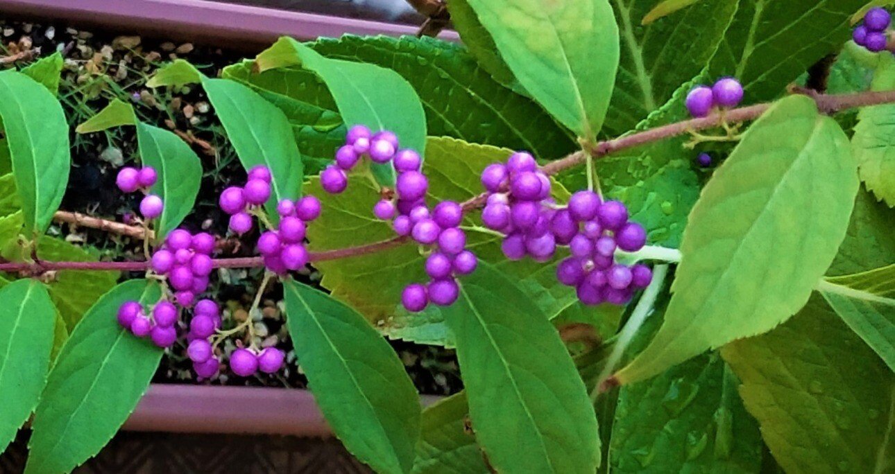 介護・認知症・高齢者福祉の話｜nanako K｜note