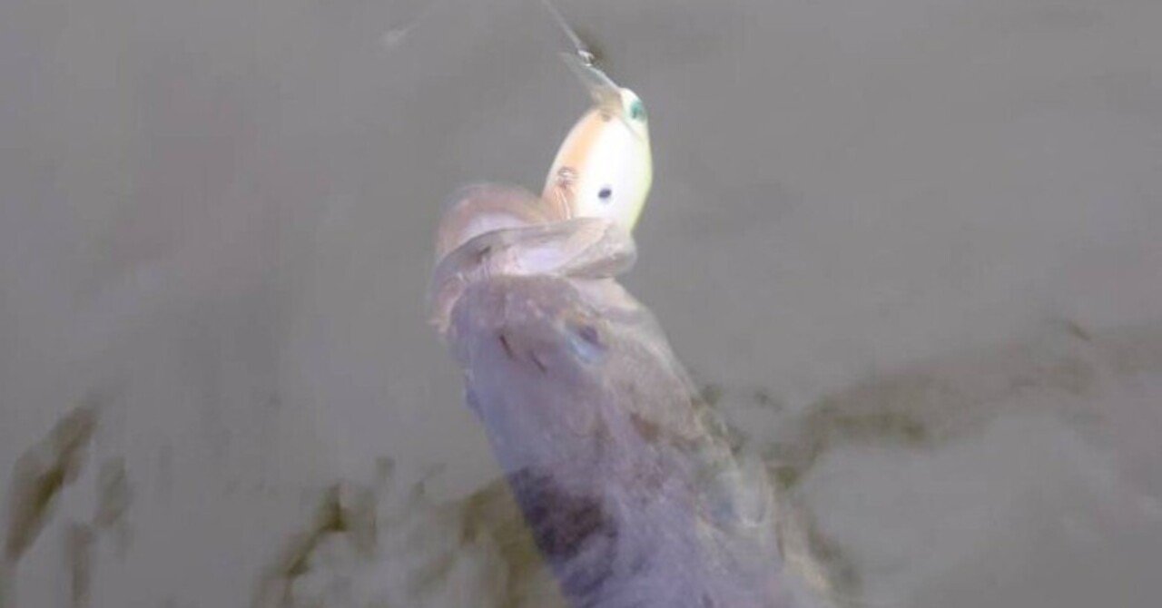 Vincent fish by OSK｜stumpmaster