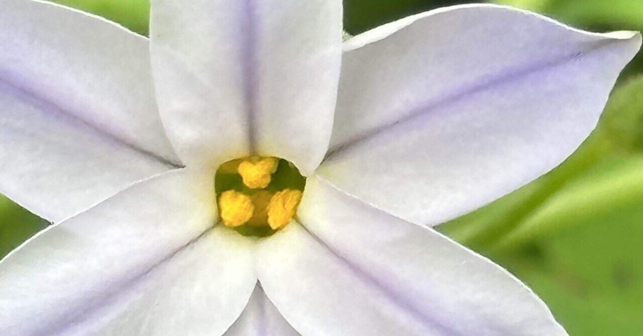 SPRING STAR FLOWER｜EGGSEED