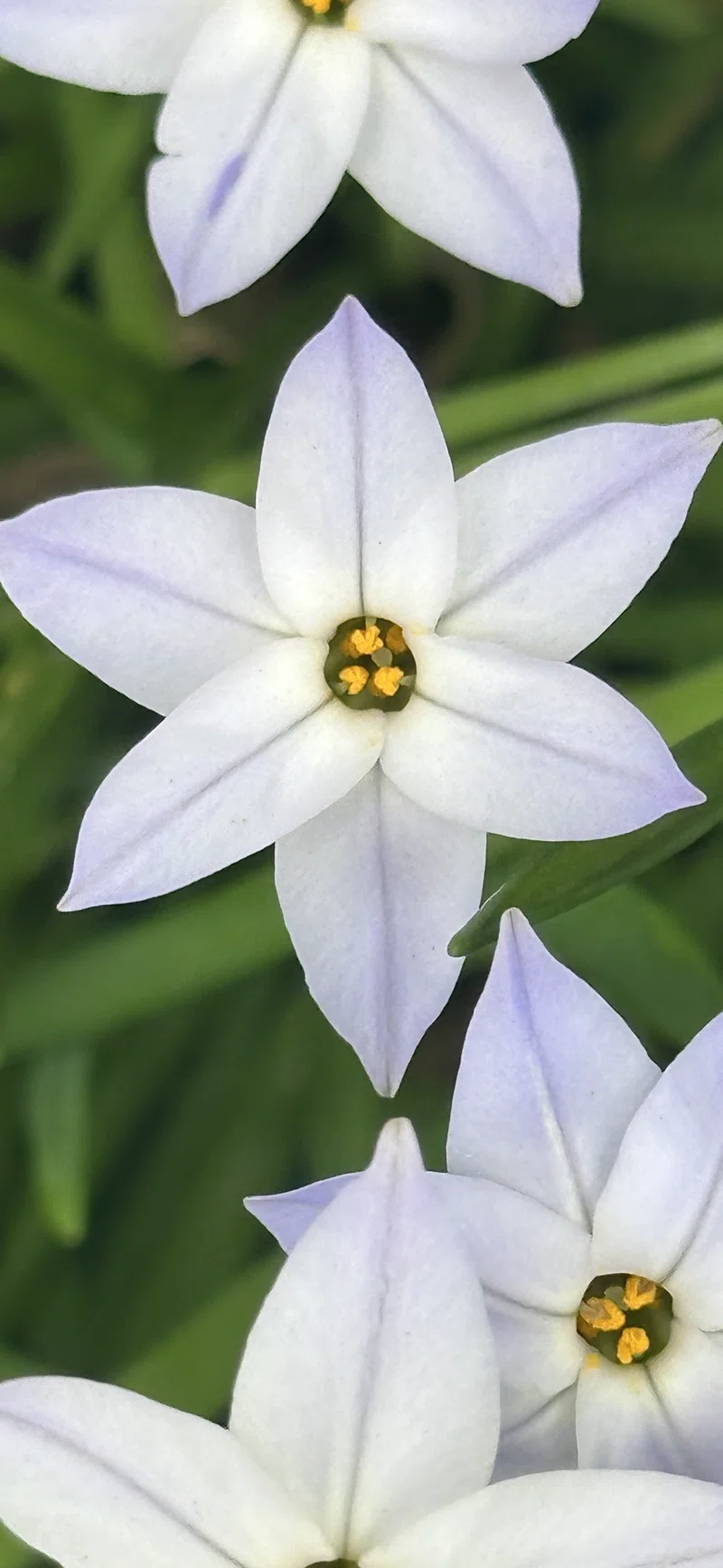 SPRING STAR FLOWER｜EGGSEED