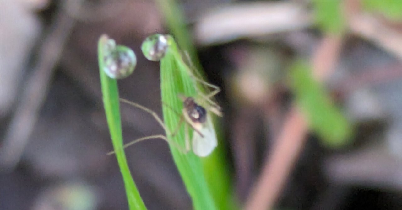 一枚の画像~水滴と虫｜ichiro70
