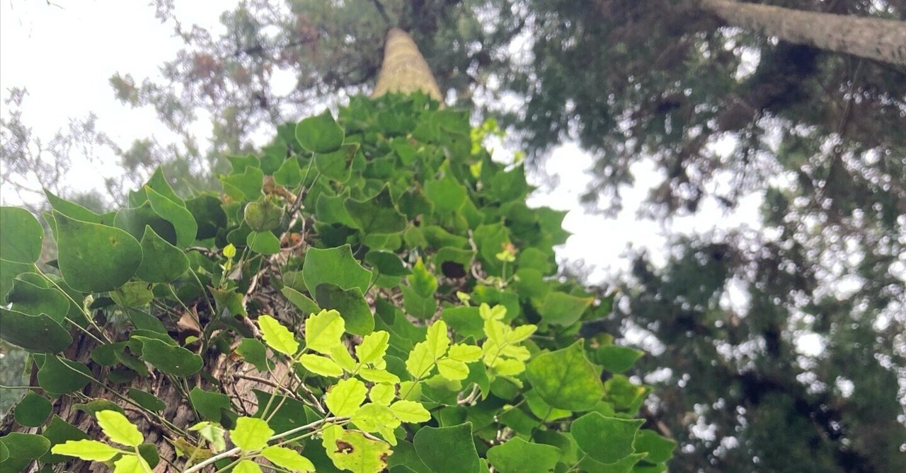 春が来たなー｜puutarha teetä