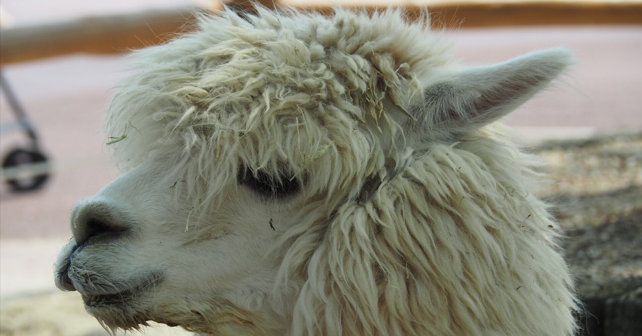 アルパカ物語｜M_ayumi